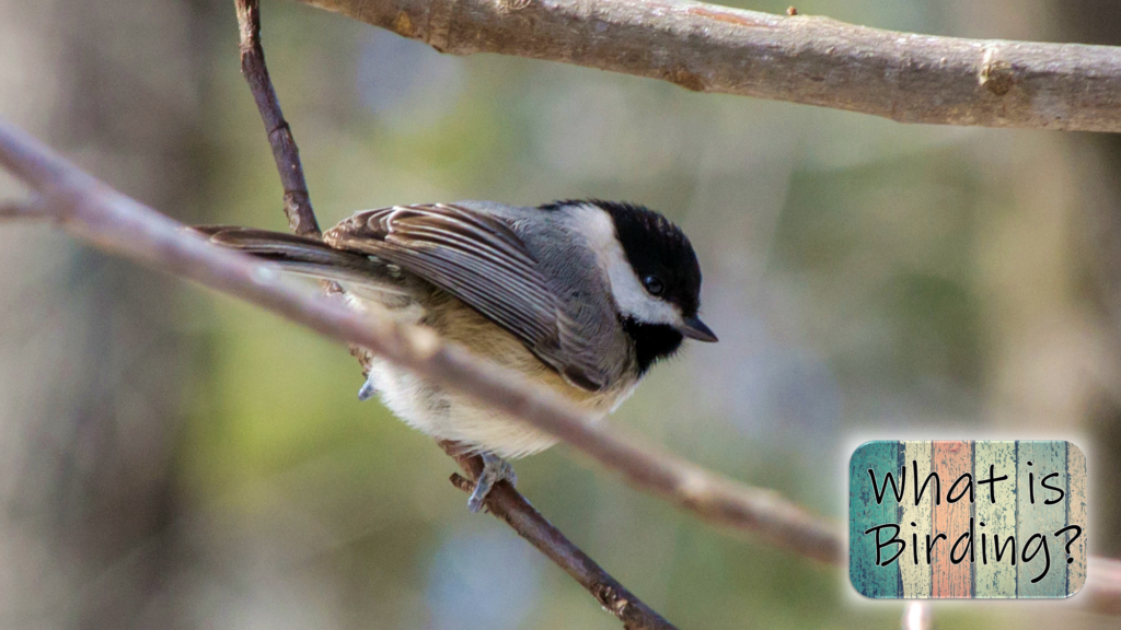 Birding: How Do I Start? - North Carolina Birding Trail