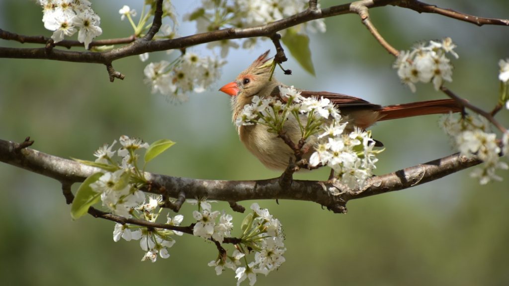 Identification or Appreciation - North Carolina Birding Trail
